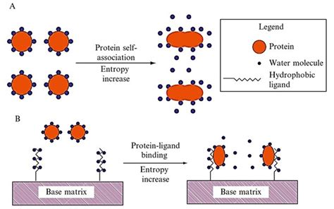 Hydrophobic Interaction Chromatography Hic Technique Boc Sciences