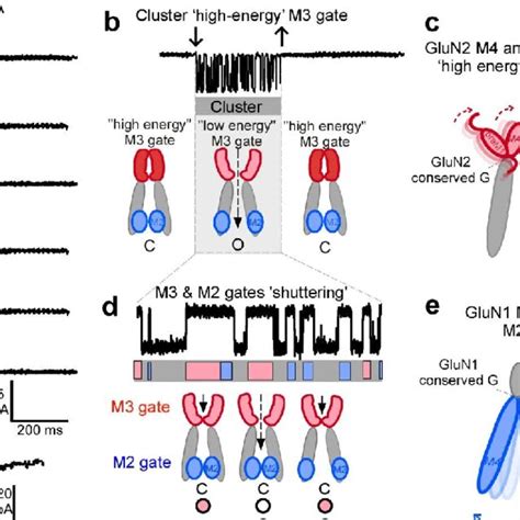 Two Gates That Are Modulated By Specific Subunits Mediate Nmdar Download Scientific Diagram