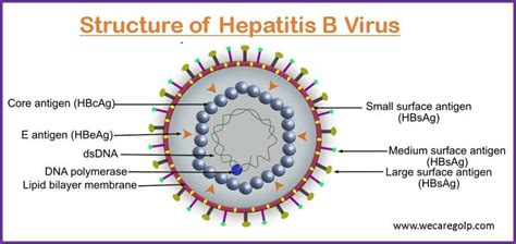 Hepatitis B Risk Factors Treatment Prevention We Care