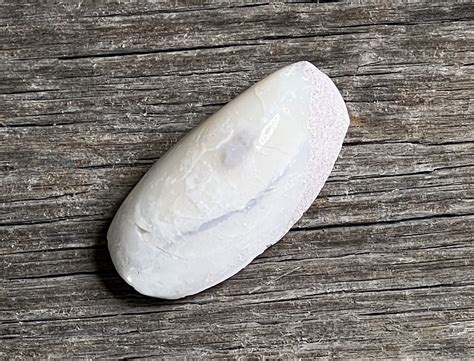 Australian Opalised Fossil Bivalve Shell Lightning Ridge Cretaceous 100 Million Years