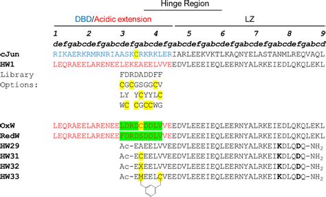 An Intracellular Peptide Library Screening Platform Identifies