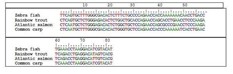 Sequence Alignment Of Exon By Using Clustal W Program Of Bio Edit