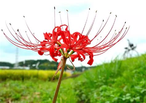 Red Spider Lilies For Sale Buying And Growing Guide