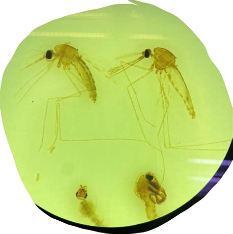Lab Practical 1 Diagram Quizlet Lab Practical 1 Diagram Quizlet
