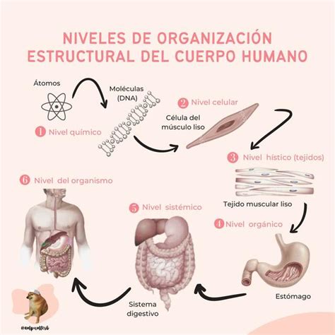 Niveles De Organización Estructural Del Cuerpo Humano Brigitte García