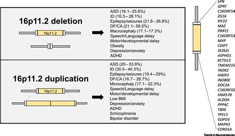 16p11 2 Copy Number Variations And Neurodevelopmental Disorders Trends In Neurosciences