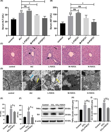 Exogenous Recombinant Fgf21 Alleviated Ali A And B Serum