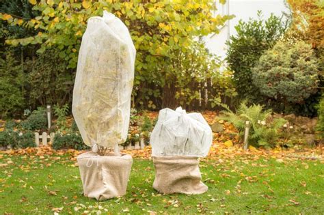 How To Protect Your Plants From Frost Plantura