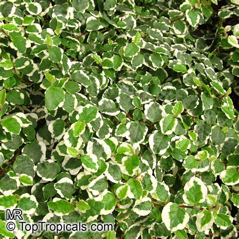 Ficus Pumila Ficus Repens Climbing Fig Creeping Fig