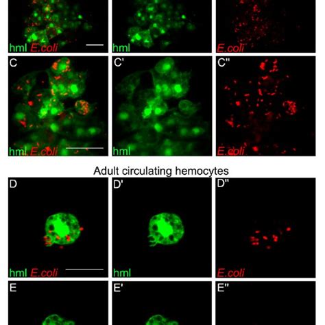 In Response To Bacterial Infection Hub Hemocytes Undergo Proliferation