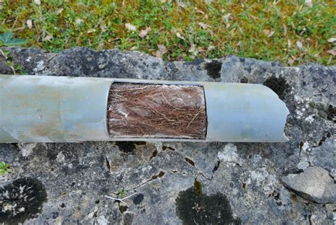 Plumbing Mistakes That Attract Tree Roots And How To Fix Them Nuflow Midwest