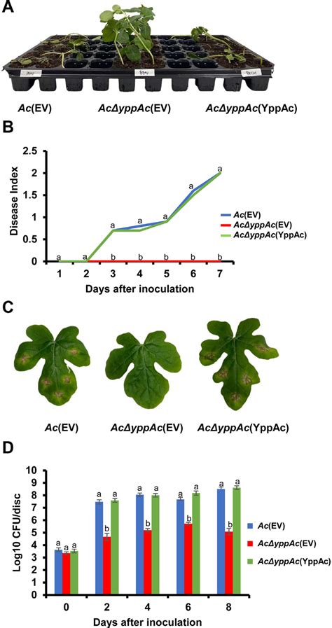 Pathogenicity Assay Of Acev AcΔyppacev And AcΔyppacyppac Using