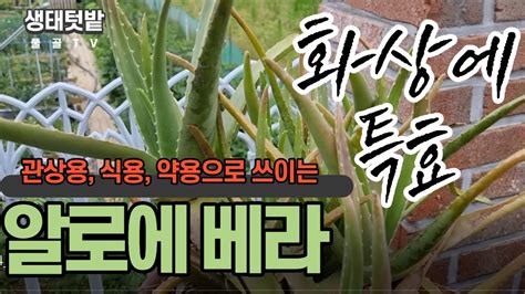 알로에 베라 화상에 좋은 알로에 약용식물 화상치료 알로에 Youtube