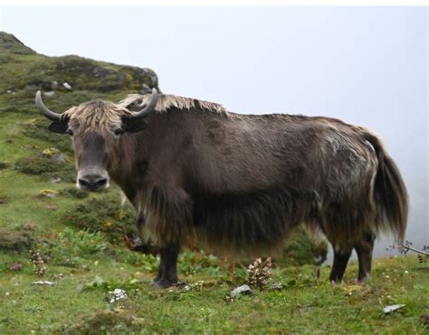 Unlocking The Genetic Mysteries Chromosome Level Genome Of Indian Yak