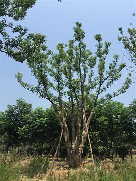 丛生香樟 花瓣网