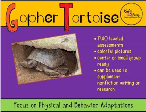 Animal Adaptations Gopher Tortoise With Leveled Assessments Tpt