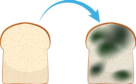 Inedible Bread With Mould 10518353 Vector Art At Vecteezy