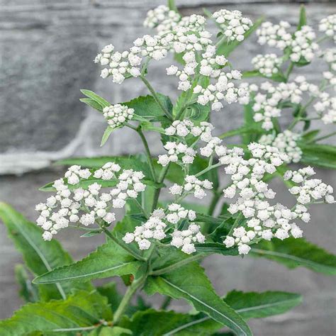 Eupatorium Seed Eupatorium Perfoliatum Boneset Flower Seeds 5000