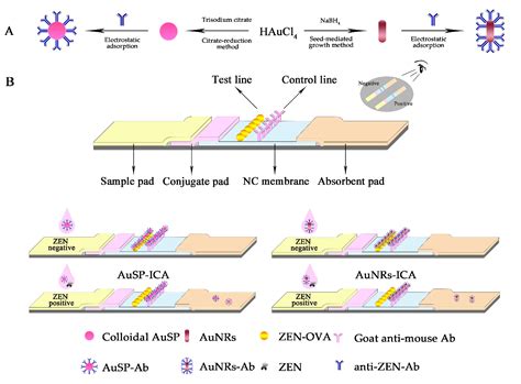 Electrochemical Immunochromatographic Assay At Anita Fortner Blog