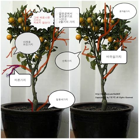 [나무 가지치기] 귤나무 가지치기의 시기 가지치기방법 With 한라감귤체험농장 네이버 블로그