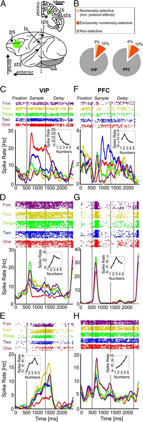 Neuronal Correlates Of A Visual Sense Of Number” In Primate Parietal