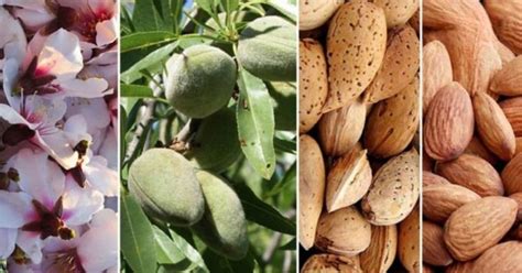 ბებიის სამკურნალო რეცეპტები