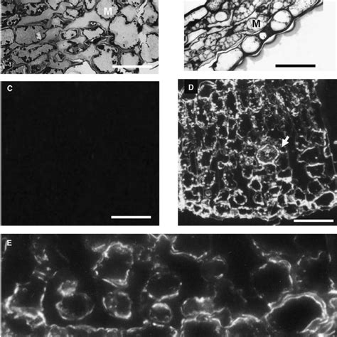 Gross Anatomy Of Whole Polypodium Polypodioides Plants A Saturated