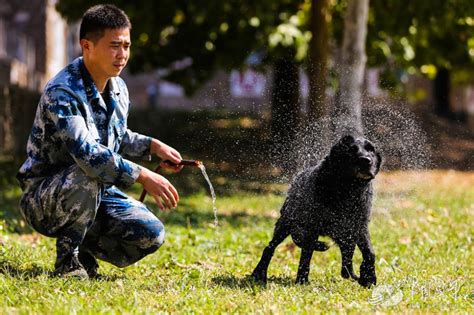Military Dogs Of Pla Air Force In Training 16 Peoples Daily Online