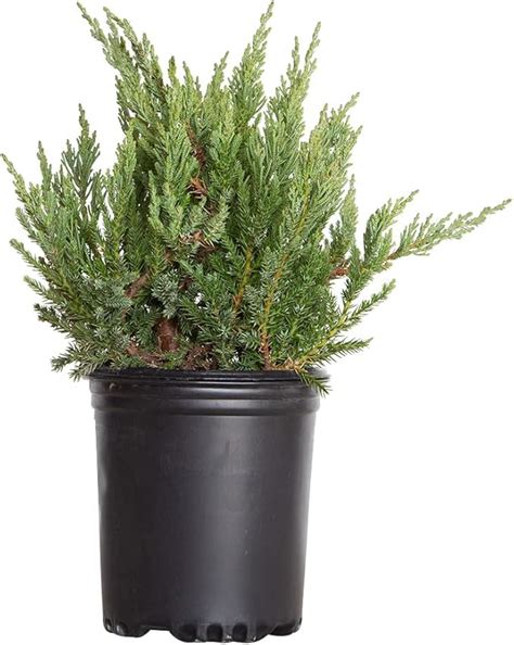 Parsoni Juniper 2 5 Quart Low Growing Evergreen Shrub
