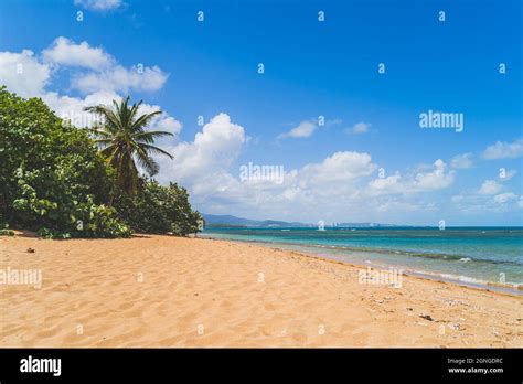 Hidden Beach In Puerto Rico With Palm Trees And Turquoise Waters Stock Photo Alamy