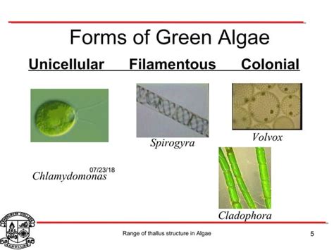 Algae Thallus Structure Ppt