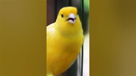 عصفوركناريعصفور Youtube