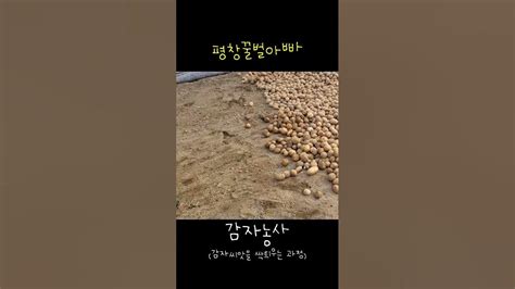 감자씨앗 싹 틔우는 방법 농부 귀농 감자 자연인 농사 시골 토종벌 봄 Youtube