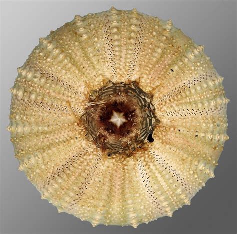 Worms World Register Of Marine Species Photogallery