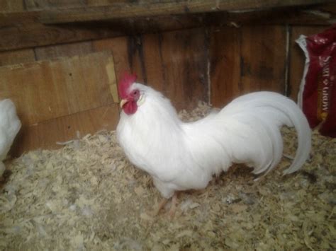 My Sc White Leghorn Rooster Backyard Chickens Learn How To Raise