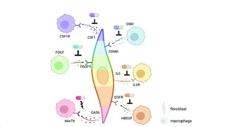 Potential Targets Of Fibroblast Macrophage Interacting Revealed By