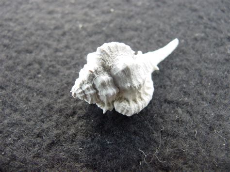 Fossil Murex Muricidae Shell Vokesimurex Pahayokee Pa1 Southern Arrow