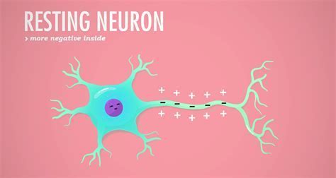 Neuron Resting Membrane Potential And How It Is Created Steemit