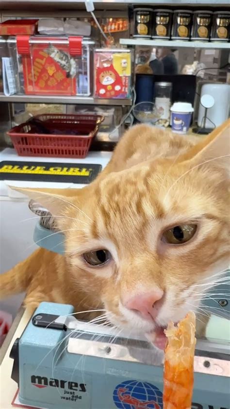 ᴍᴇᴏᴡ ɪɴ ʜᴋ 🐈🐈‍⬛ 🐱花膠：好多靚貨！埋嚟睇下 貓店長 舖頭貓 街貓 香港貓 上環貓 香港貓星人 香港貓貓