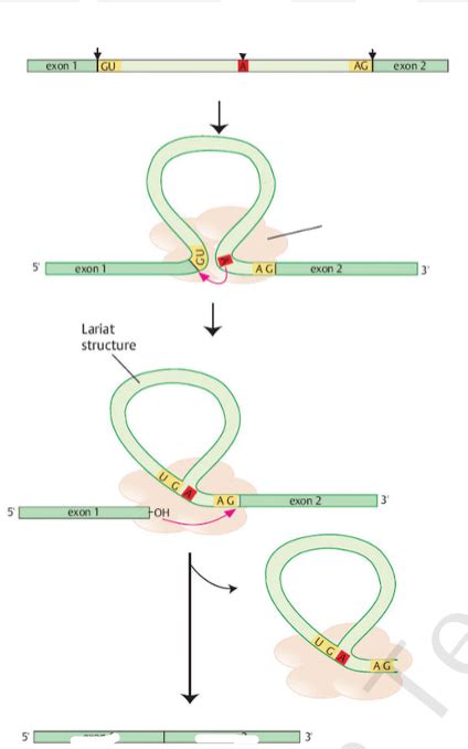 Splicing Pre Mrna Diagram Diagram Quizlet