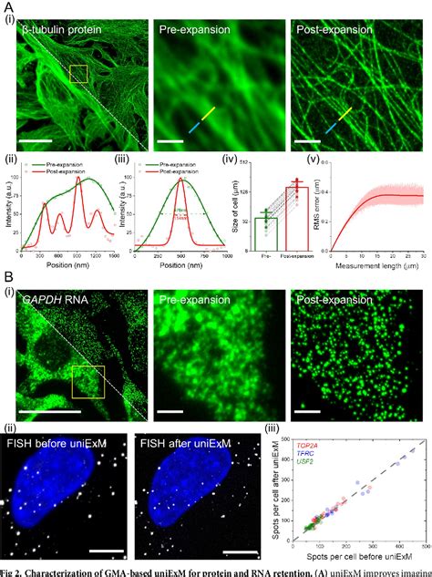 Figure 1 From Expansion Microscopy Using A Single Anchor Molecule For High Yield Multiplexed