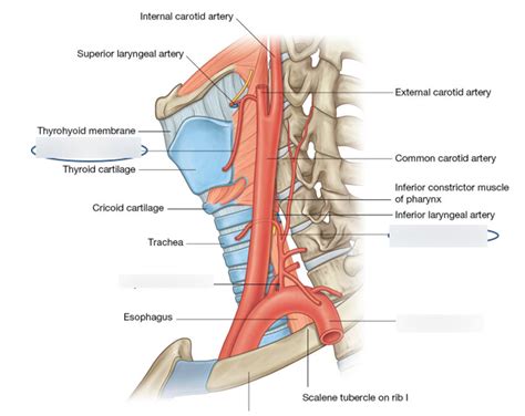 Inferior Thyroid Artery Anatomical And Developmental Aspects Of