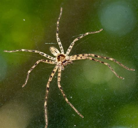 Unveiling The Intriguing World Of The Cane Spider Facts And