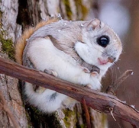 Is The Japanese Flying Squirrel One Of The Most Adorable Animals Alive