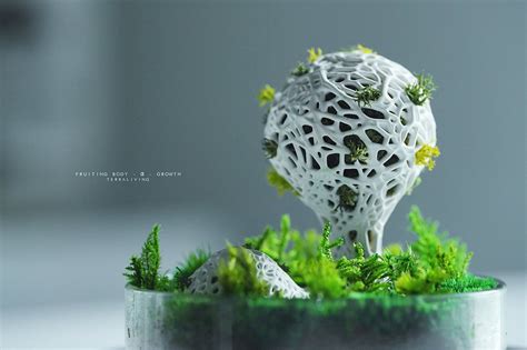 The Fruiting Body ⍺ Growth A Testimony To Biomimicry And