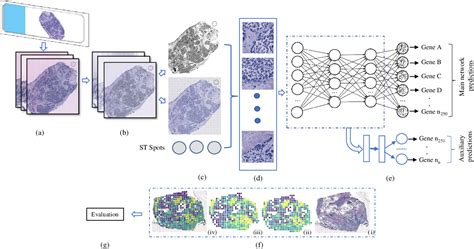 Figure 1 From Breast Cancer Histopathology Image Based Gene Expression Prediction Using Spatial