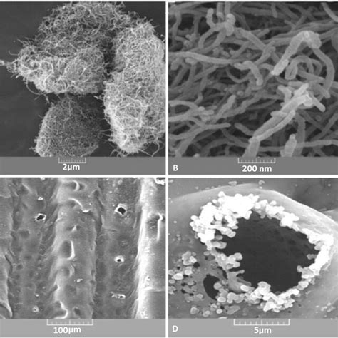 Fesem Micrographs With Different Magnifications For Mwcnts A And B