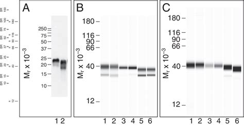 Conventional And Automated Western Blotting Of Gh3 Hfsh 24 And Hfsh 21 Download Scientific