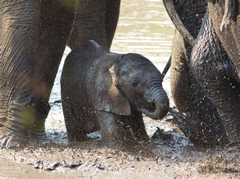 Spending Time At The Boma Tembe Elephant Park South Africa