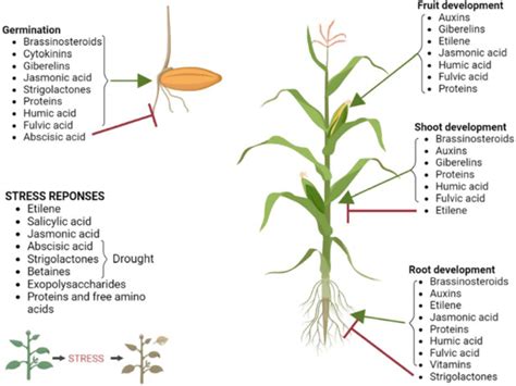 Non Exhaustive List Of Biostimulant Molecules Extracted From Microalgae Download Scientific